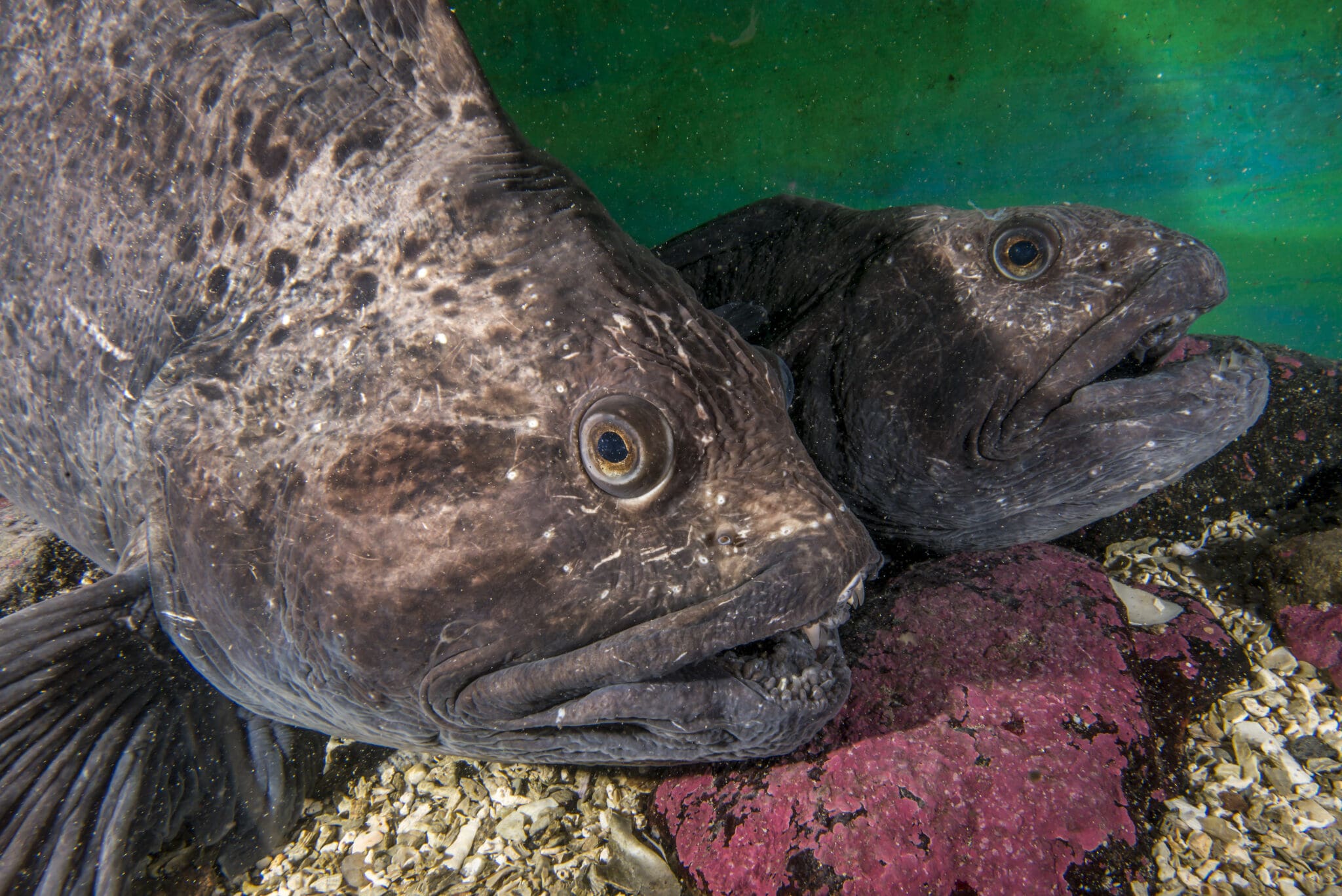 The spotted wolffish – intimidating but delicious - Framforum