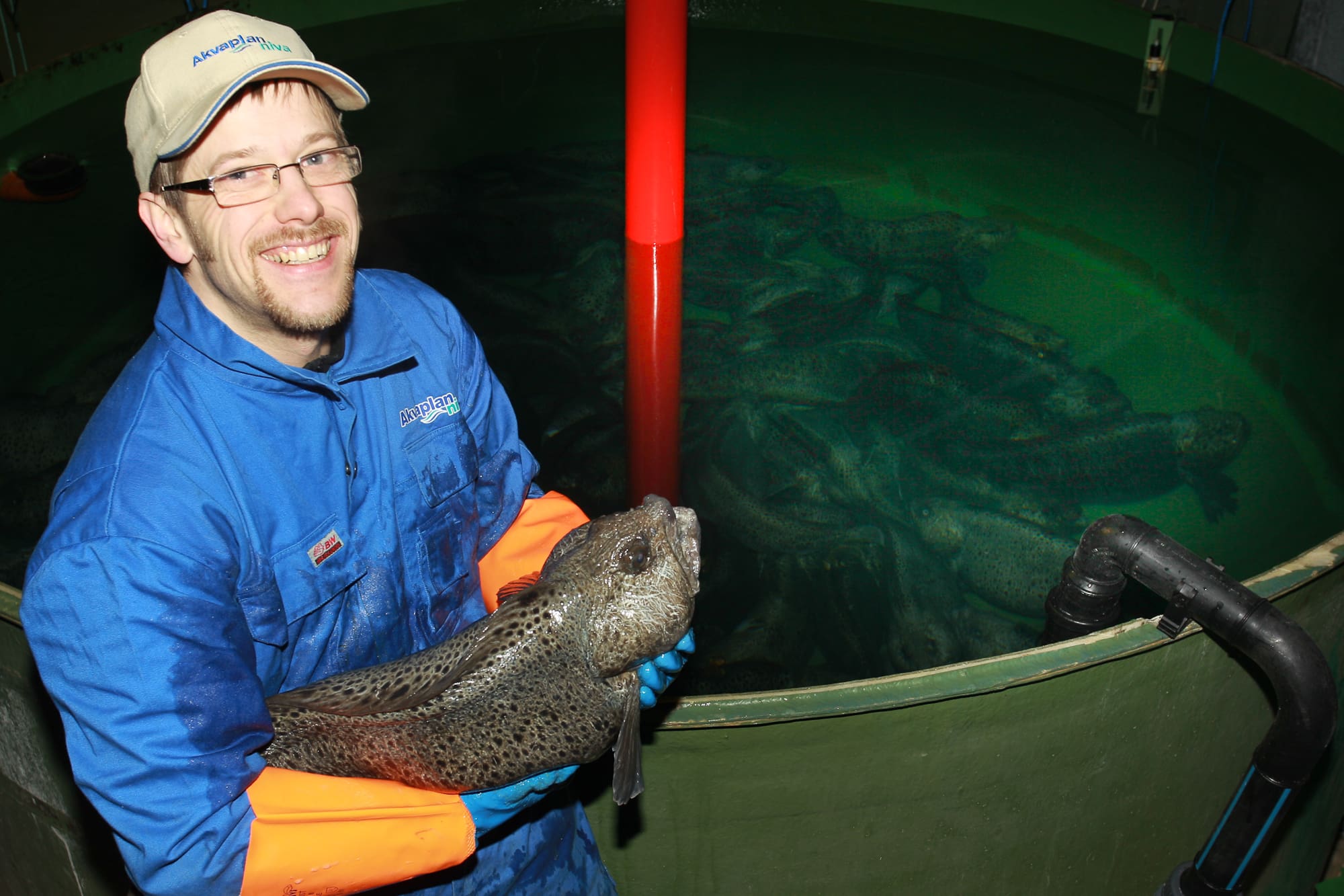The spotted wolffish – intimidating but delicious - Framforum